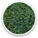 Blue/Rye Sod Cool Season Grasses